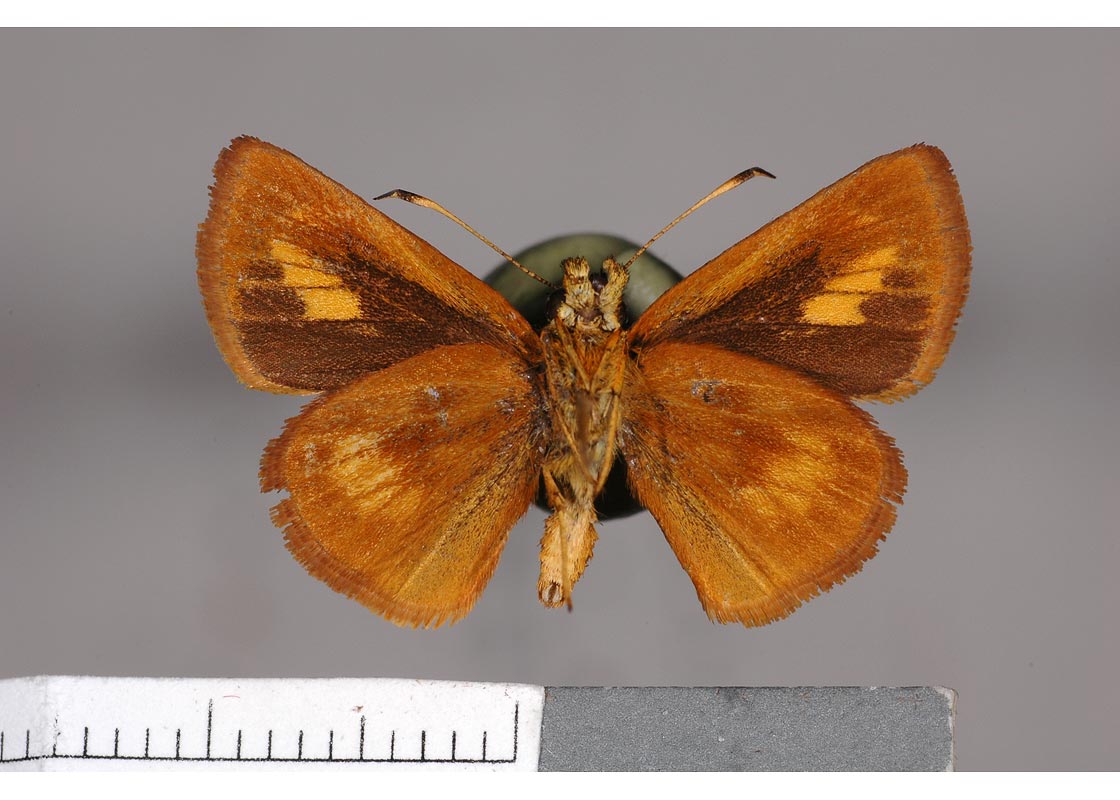 Corticea schwarzi (pinned specimens)